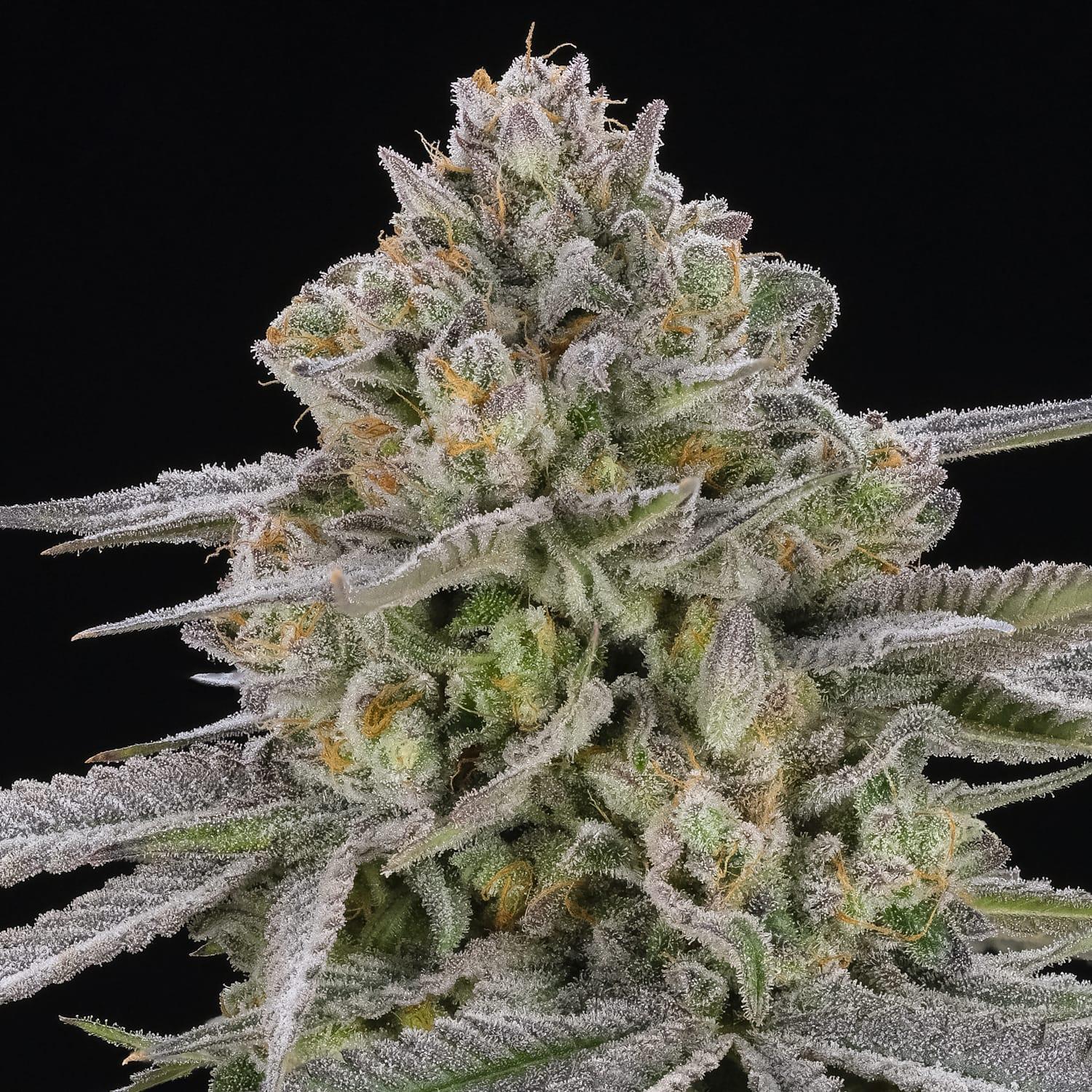 Marijuana Strain Guide: Find Strain Specific Information | Verano